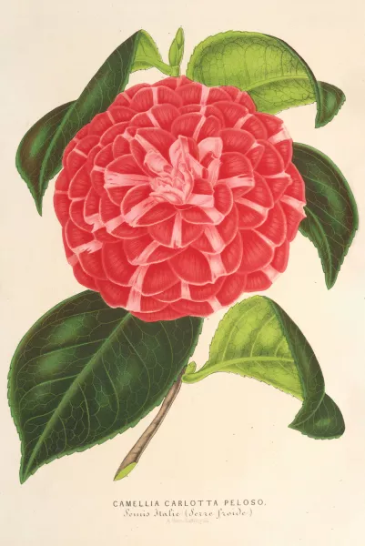Camellia Cariotta Peloso by Charles Antoine Lemaire Oil Painting ...