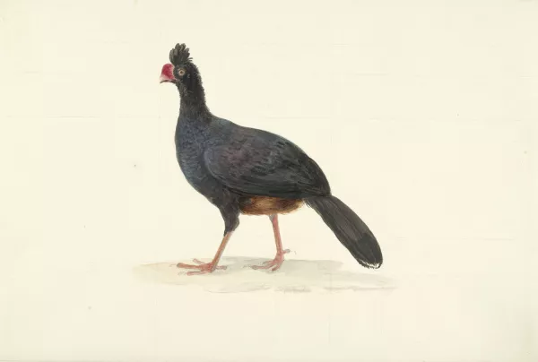 Zwarte loopvogel met korte dikke rode snavel by Francois Levaillant Oil ...
