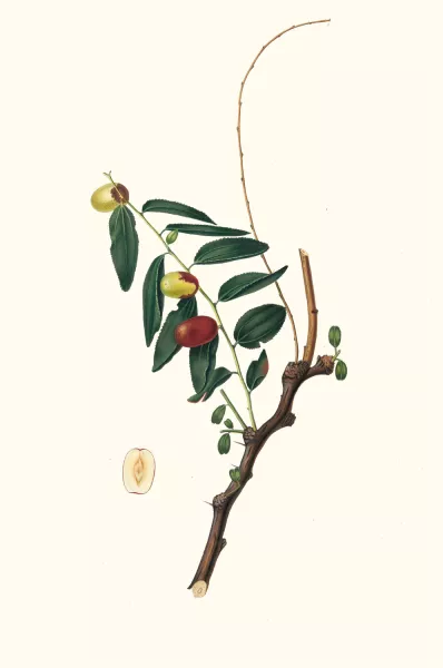 Giuggiola a frutto oblongo. (Ziziphus vulgaris ; Jujube) by Giorgio ...