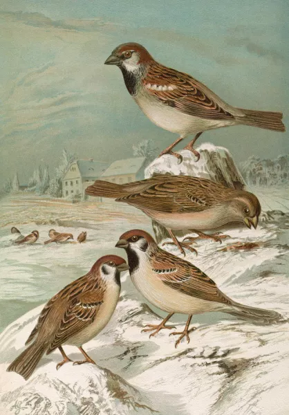 Passer domesticus, Passer montanus by Johann Friedrich Naumann Oil ...
