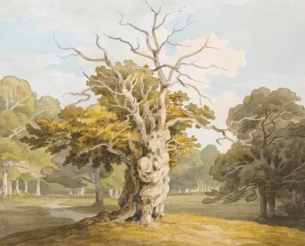 An Oak At Kedleston Hall, Derbyshire by John White Abbott Oil Painting ...