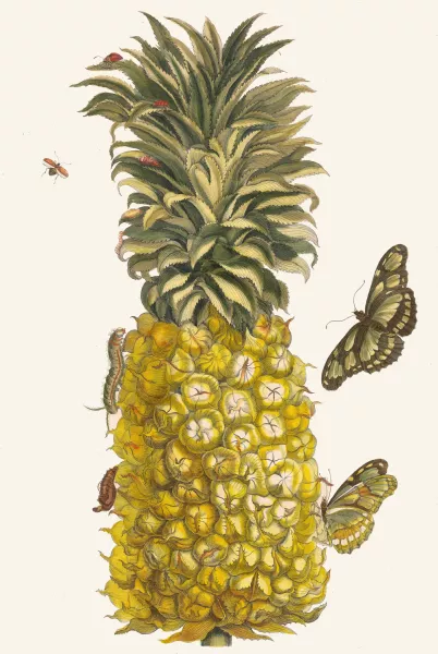 Ananas mur by Maria Sibylla Merian Oil Painting Reproduction For Sale ...